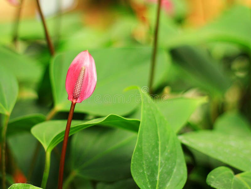 Spadix flower stock photo. Image of plant, green, flower - 47201670