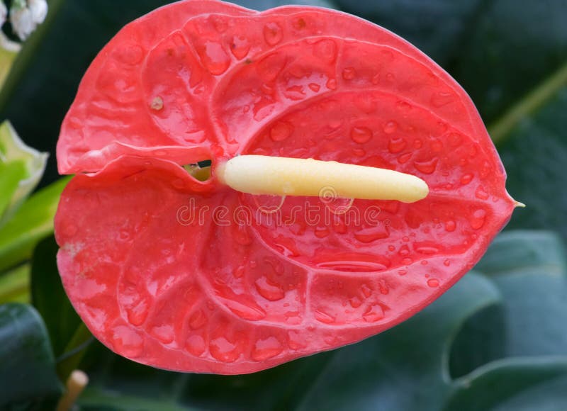 746 Colorful Spadix Flower Stock Photos - Free & Royalty-Free Stock ...