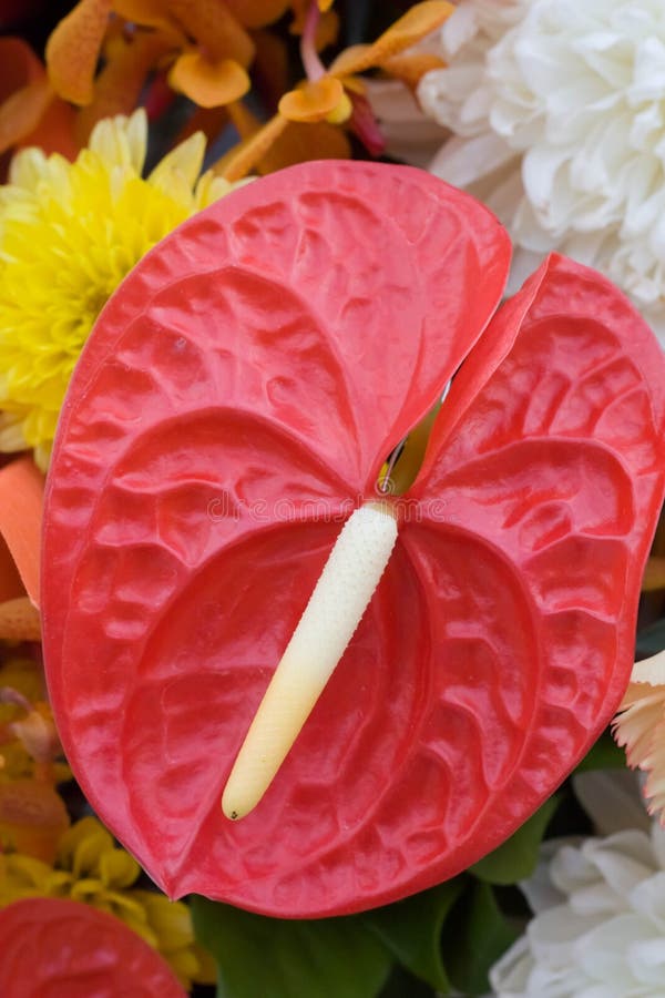 Spadix flower stock photo. Image of beauty, isolated - 45252808