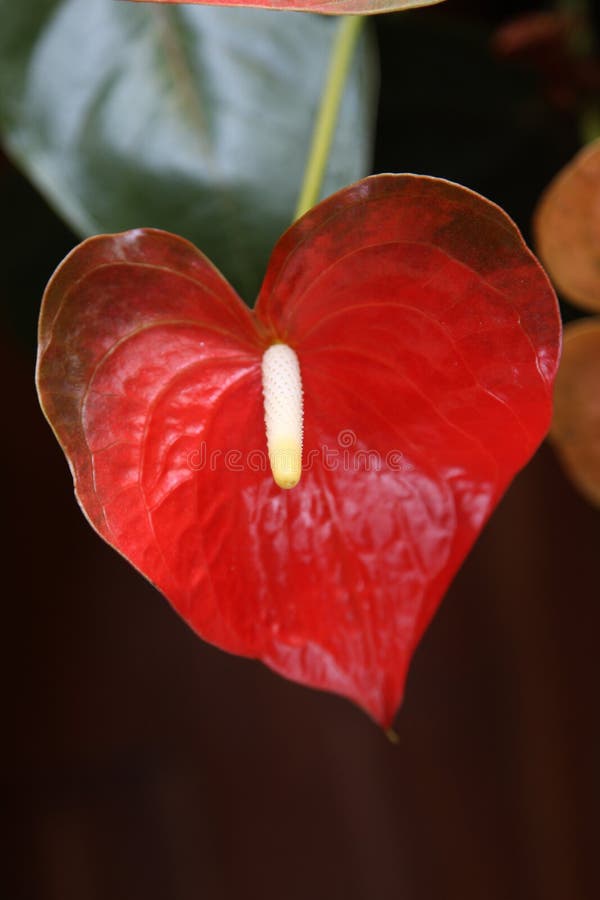 Spadix flower stock photo. Image of shaped, beautiful - 65973946