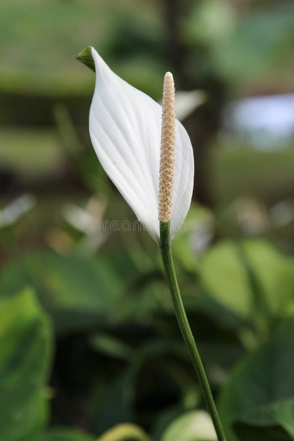 Spadix flower stock photo. Image of indoor, outdoor, botany - 70834930