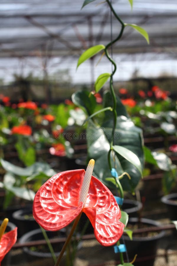 Spadix flower stock image. Image of botany, blooming - 35893423