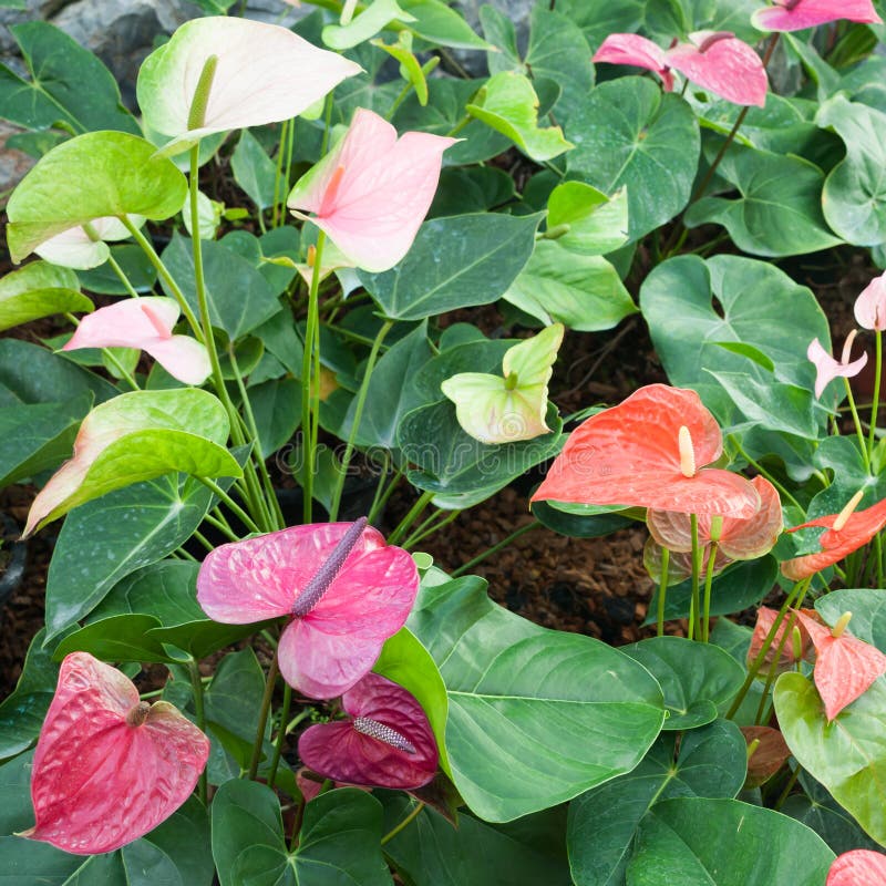 Spadix flower in garden stock image. Image of spadix - 82646373