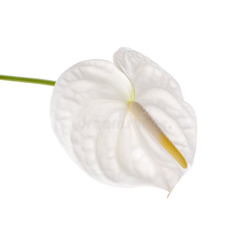 Spadix Flower Isolated on White Background Stock Image - Image of petal ...