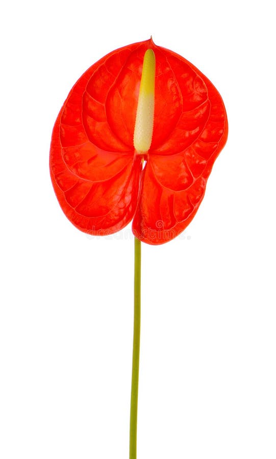 3,926 Spadix Stock Photos - Free & Royalty-Free Stock Photos from ...