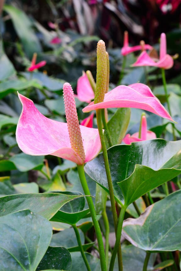 Spadix flower stock photo. Image of flower, arum, lily - 39888622