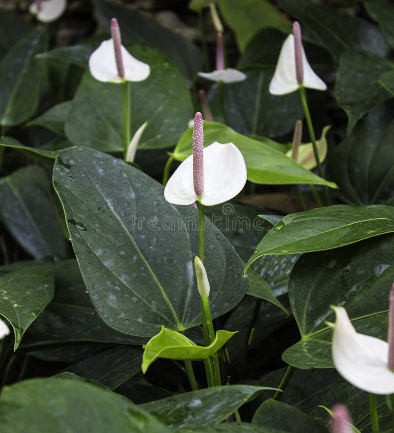 Spadix Stock Photos - Download 1,658 Royalty Free Photos