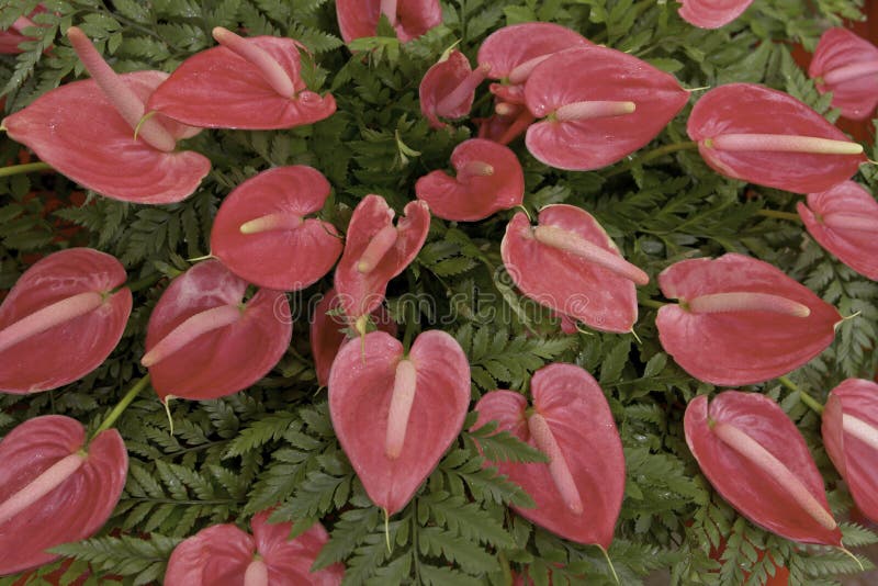 Spadix (botany) stock photo. Image of beautiful, bloom - 60088260