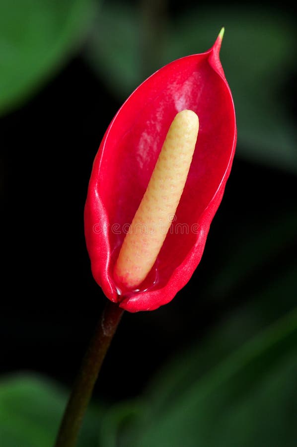 Spadix stock image. Image of gloss, floral, pastel, plant - 33880931