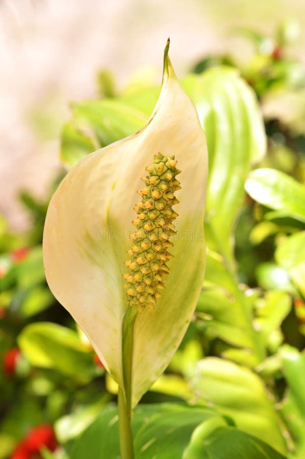 Spadix Stock Photos - Download 1,658 Royalty Free Photos