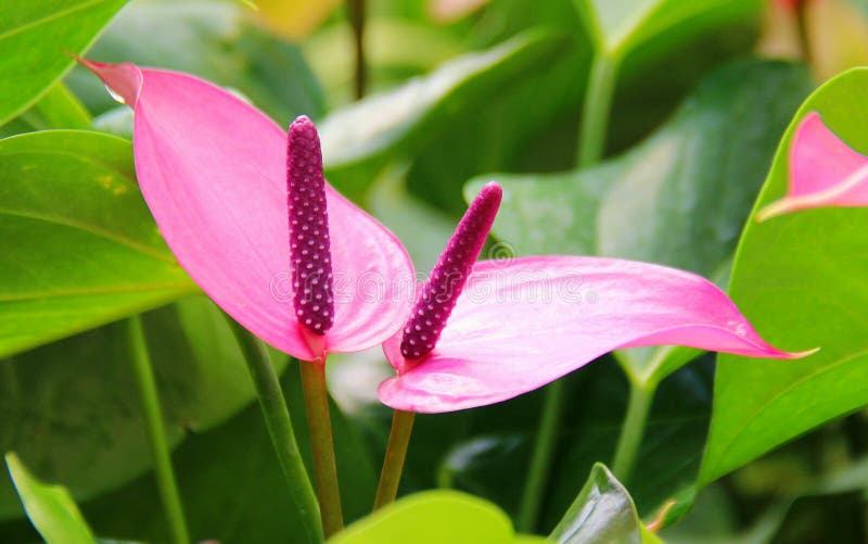 Spadix Stock Photos - Download 1,658 Royalty Free Photos