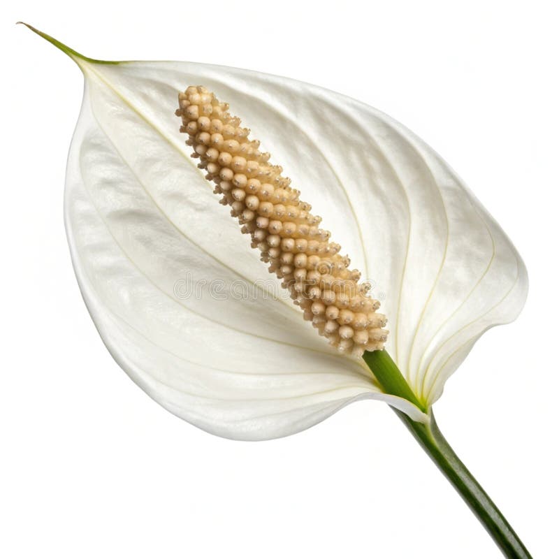Spadix White Anthurium Flower Isolated on White Background Stock ...