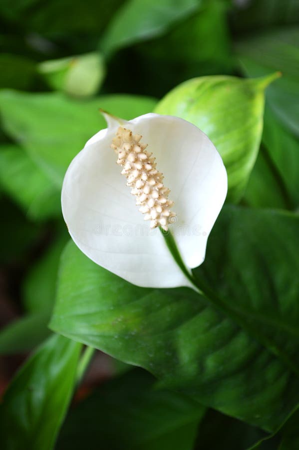 Spadix Stock Photos - Download 1,658 Royalty Free Photos