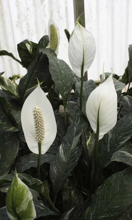 Spadix stock illustration. Illustration of formal, leaf - 55148700