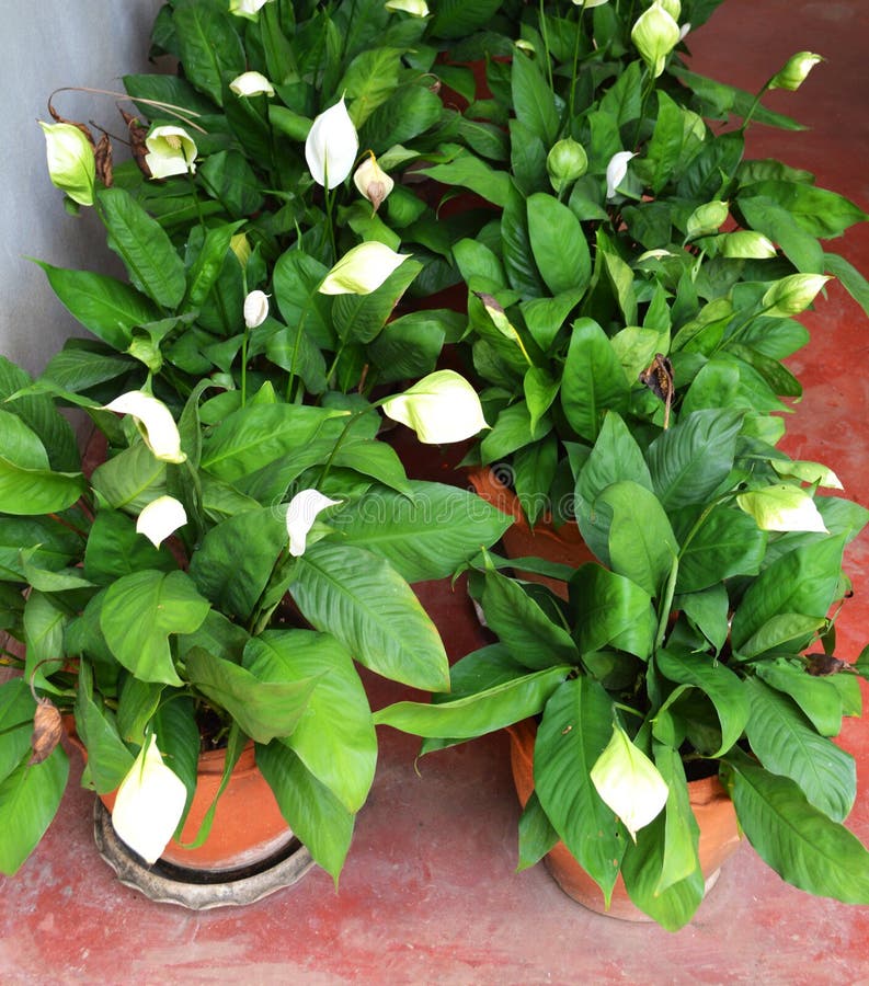 Spadix Stock Photos - Download 1,658 Royalty Free Photos