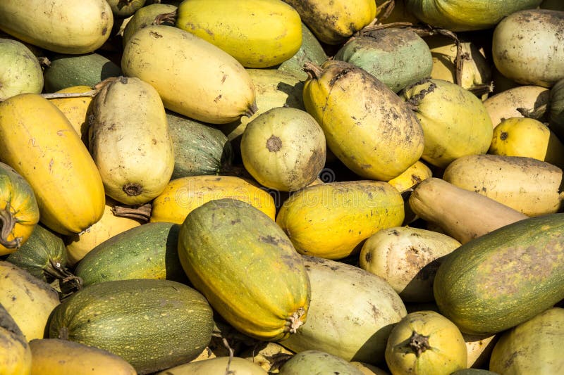 545 Spaghetti Squash Plant Images Stock Photos - Free & Royalty-Free ...