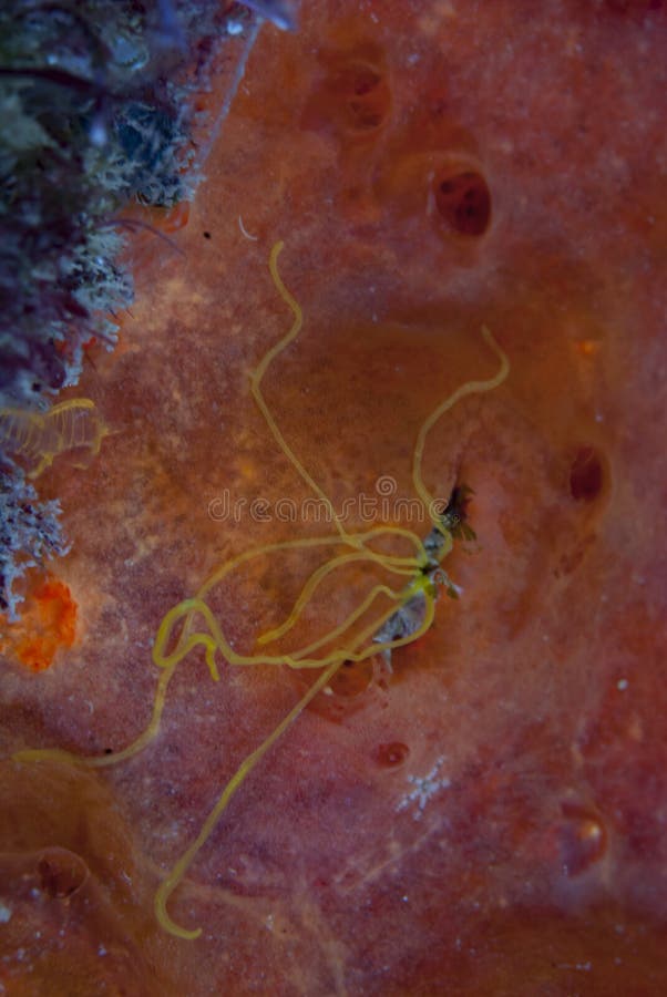 Rag Worm and Spaghetti Worm Stock Image - Image of segmented ...