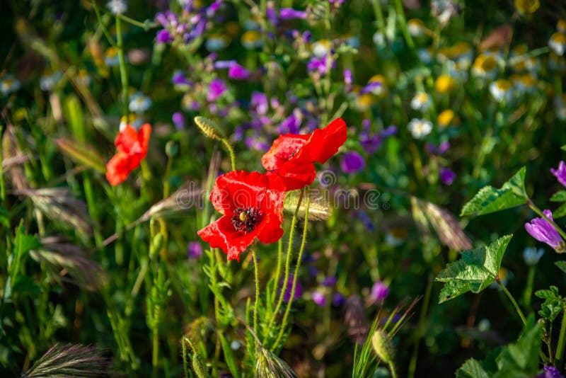 Spain Countryside in Spring Stock Photo - Image of lighting, grass ...