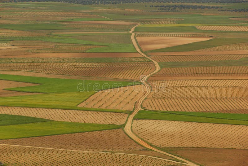 Spain field 06 stock photo. Image of evergreen, dirt, full - 5889112