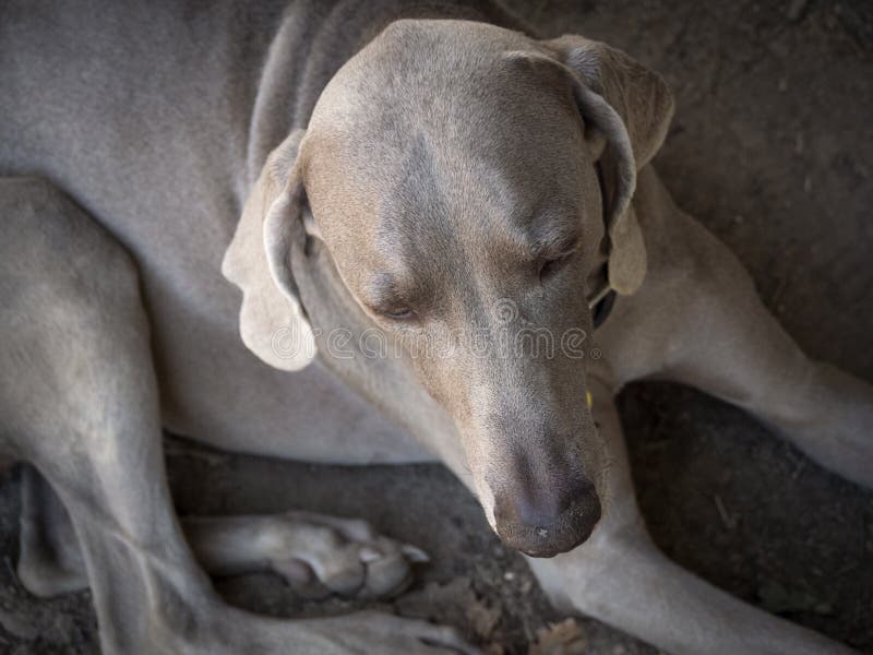 High Angle View of Weimaraner Dog Lying Down. Stock Photo - Image of ...