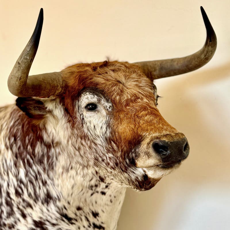 A Stuffed Bull S Head Inside the Plaza De Toros De Las Ventas Bullring ...