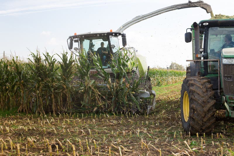 Process of Corn Silage Harvest at Farm Editorial Stock Image - Image of ...