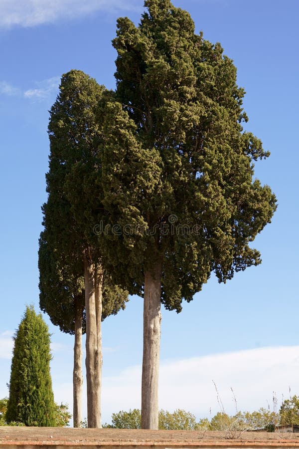 Spain. Side of the Road. Beautiful Cypress Trees Line the Road. View of ...