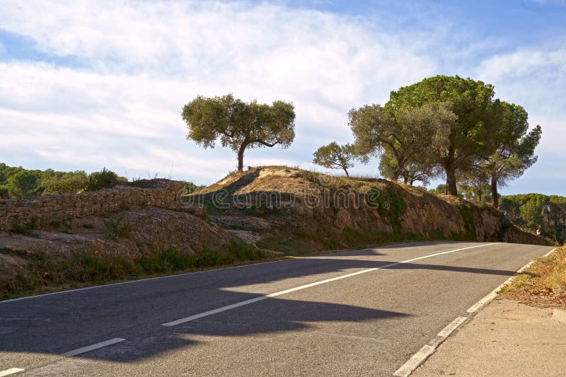 Spain. Side of the Road. Beautiful Olive Trees Grow Along the Road ...