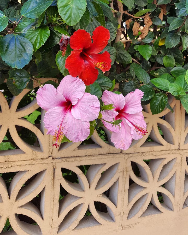 Spanish flowers stock image. Image of traditional, neighbourhood - 78741699