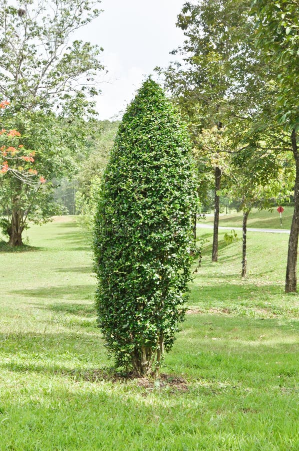 Spalierbaum stockfoto. Bild von arbeit, park, kurve, grün - 40632820