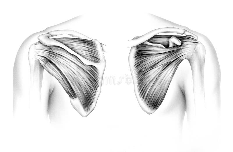 Spalla - Tendini E Muscoli Della Scapola Illustrazione di Stock ...