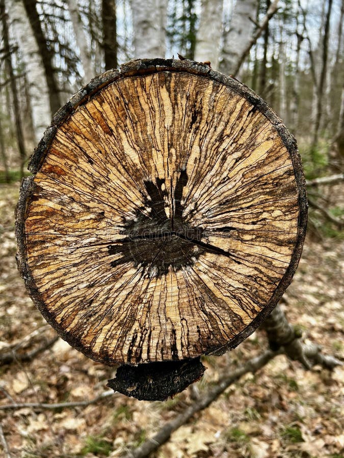 Spalted end of a log stock photo. Image of aged, tree - 276519418