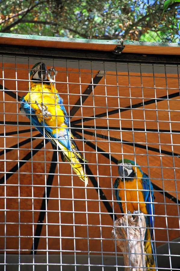 Caged parrots. stock photo. Image of animal, yellow - 185474206