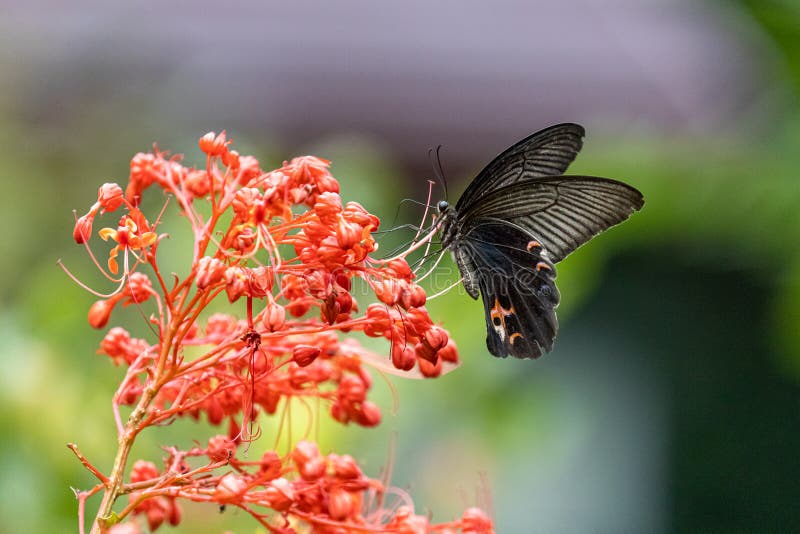 Spangle Butterfly Papilio Protenor Drinking on Plant Stock Image ...