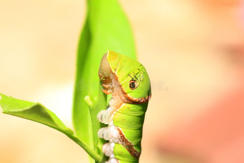 Spangle butterfly stock photo. Image of protenor, natural - 41164690