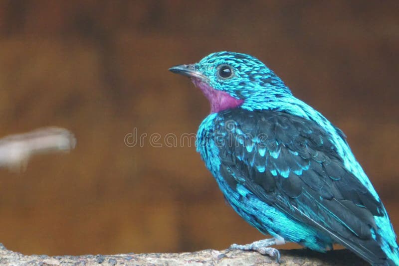 Spangled Cotinga in the Natural Habitat Stock Image - Image of natural ...