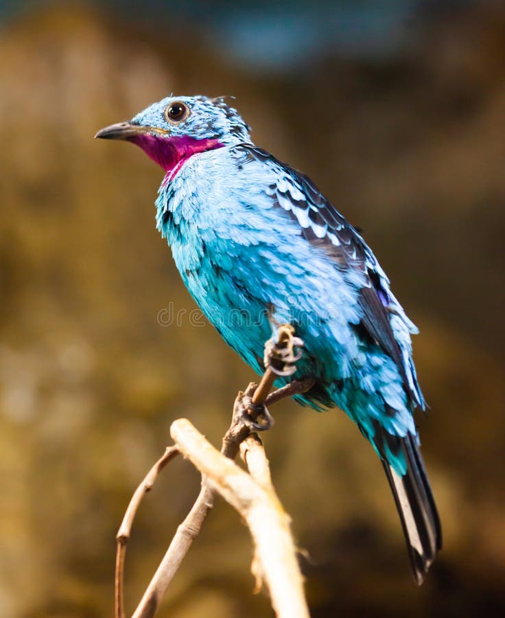 Spangled Cotinga with Red and Blue Feathers Stock Image - Image of ...