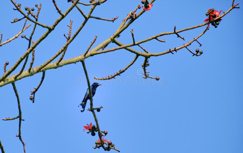 Spangled drongo stock image. Image of grass, branch - 363988377