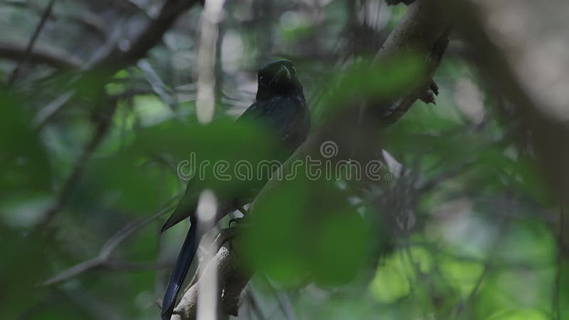 Spangled Drongo in Tropical Forest Cleaning Its Feathers. Stock Video ...