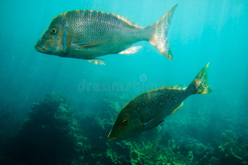 Spangled Emperor Fish Lethrinus Nebulosus on His Coral Reef in the Red ...