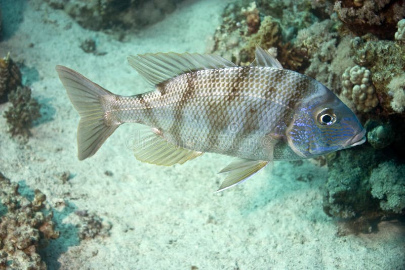 Spangled Emperor (lethrinus Nebulosus) Stock Image - Image of colony ...