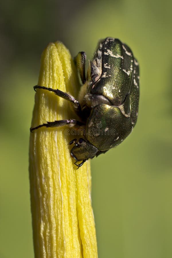 Spangled Flower Beetle Euphoria Sepulcralis Stock Photos - Free ...