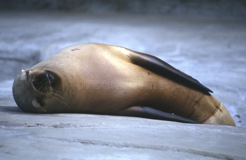 Spanie zdjęcie stock. Obraz złożonej z pokojowy, przyroda - 47950