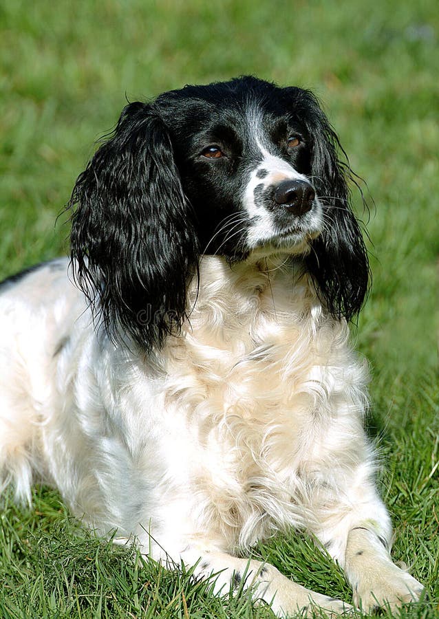 Spaniel 2 stock image. Image of sweet, animal, cute, laying - 105135
