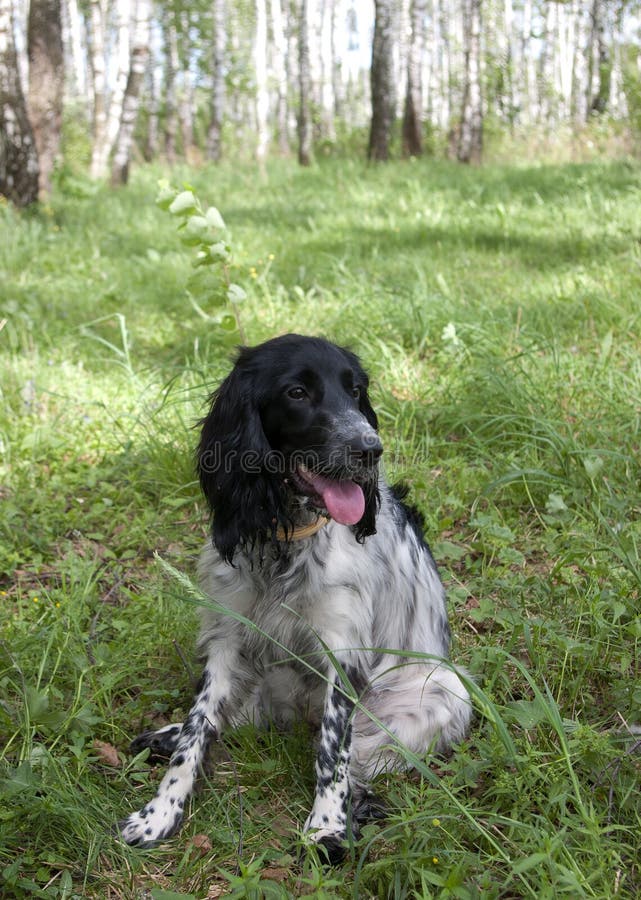 Brittany Spaniel on Point stock image. Image of nature - 9421447