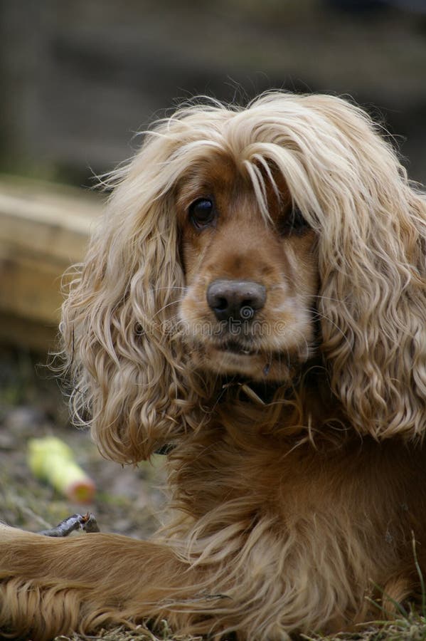 Spaniel stock photo. Image of spaniel, front, english - 8820224