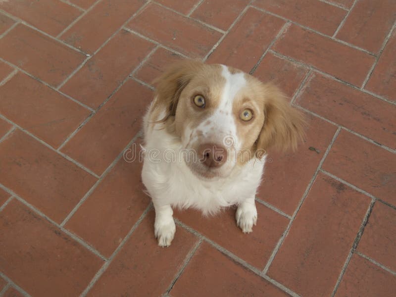 Spaniel breton dog stock photo. Image of standing, brittany - 113882698