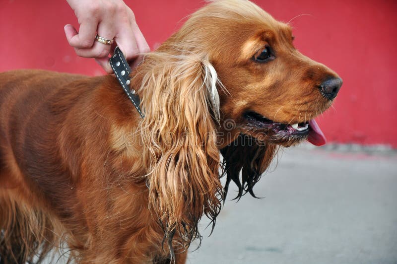 Spaniel stock photo. Image of nursling, owner, protector - 88455666