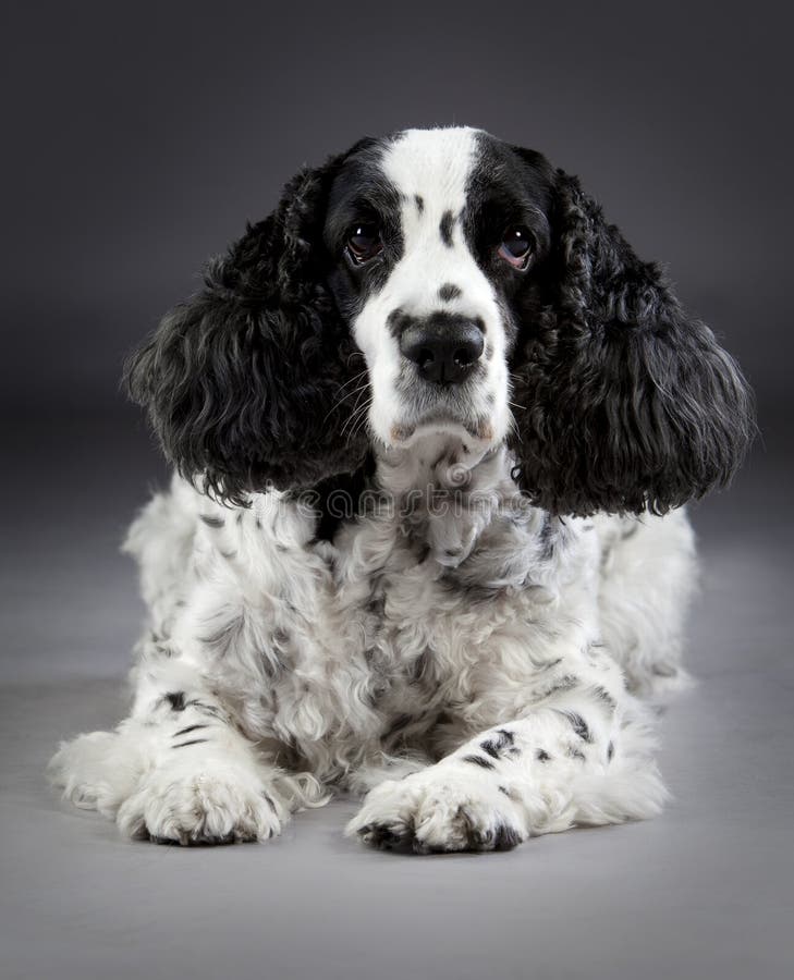 Cocker Spaniel dog stock image. Image of side, muzzle - 84252883