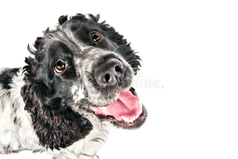 Posição Inglesa Preto E Branco Do Spaniel De Cocker Imagem de Stock ...